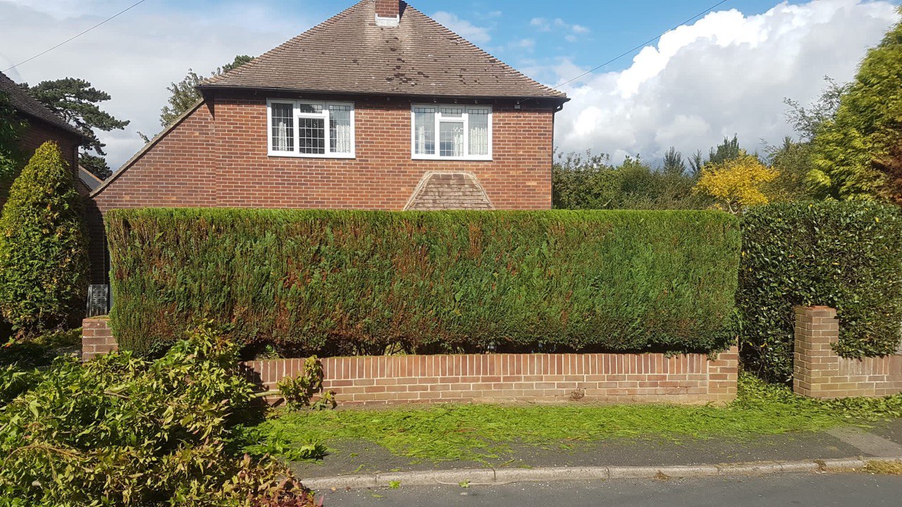 What Is a Tree Cavity, and Should It Be Treated or Left Alone? - East ...